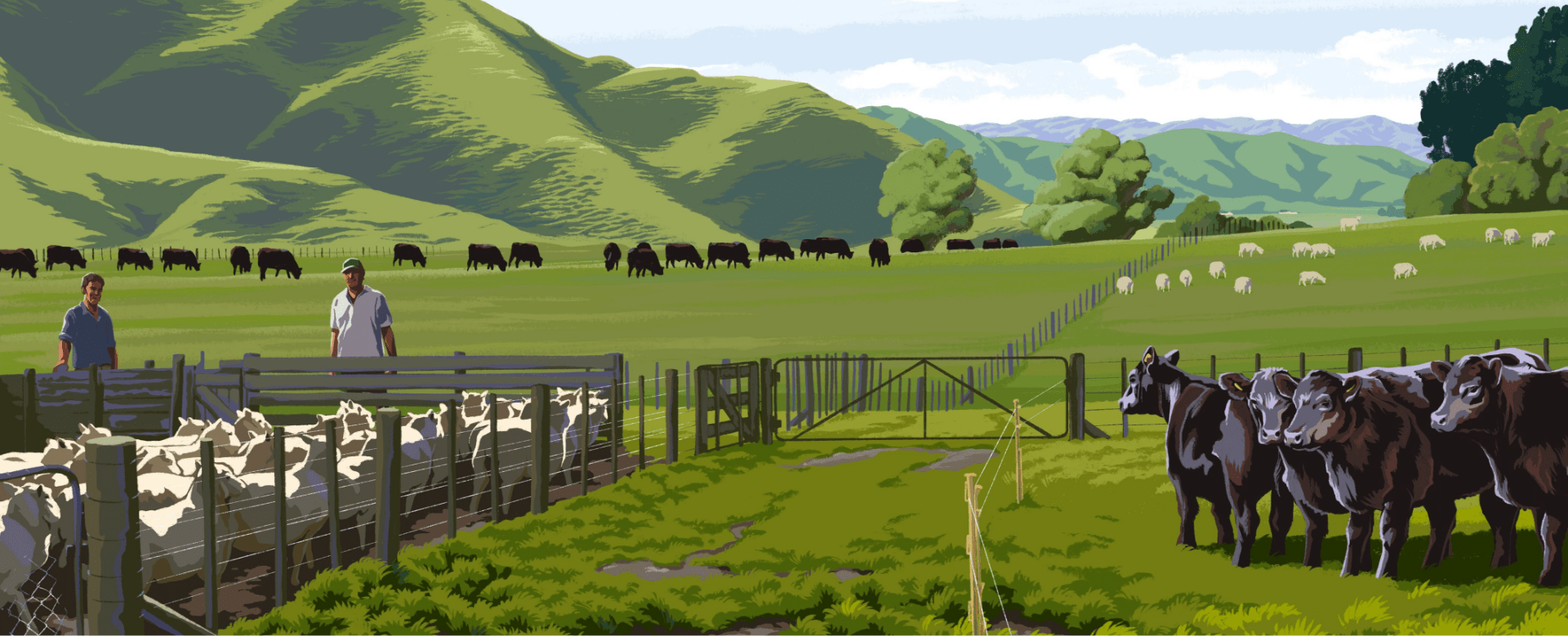 About MSD - NZ Sheep Vaccines