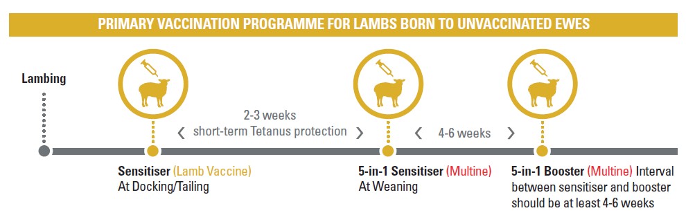 Lamb Vaccine - NZ Sheep Vaccines